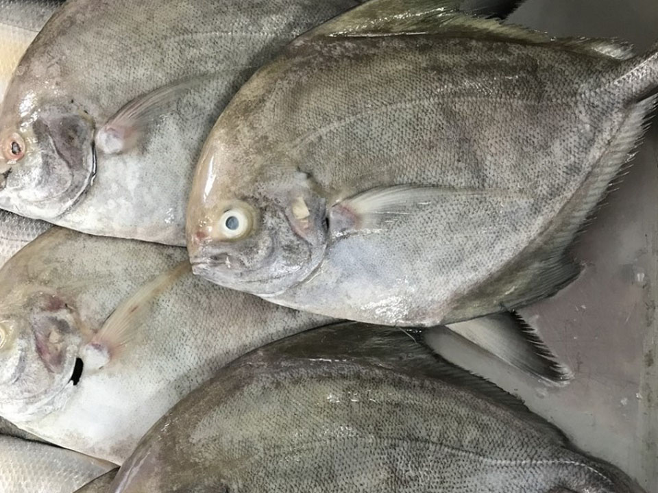 CÁ CHIM ĐEN - XUẤT NHẬP KHẨU AC PHÚC LỘC PHÁT